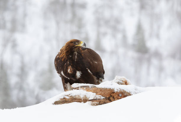 Free Stock Photo of Golden Eagle on kill | Download Free Images and ...