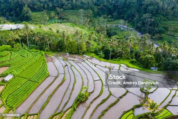 Bali Matahari Terbit Di Atas Sawah Jatiluwih Lihat Dari Atas Foto Stok ... Bali Matahari Terbit Di Atas Sawah Jatiluwih Lihat Dari Atas Foto Stok ...