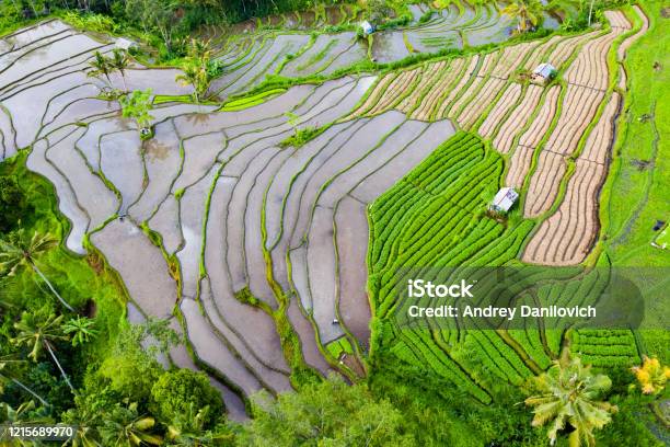 Bali Matahari Terbit Di Atas Sawah Jatiluwih Lihat Dari Atas Foto Stok ... Bali Matahari Terbit Di Atas Sawah Jatiluwih Lihat Dari Atas Foto Stok ...