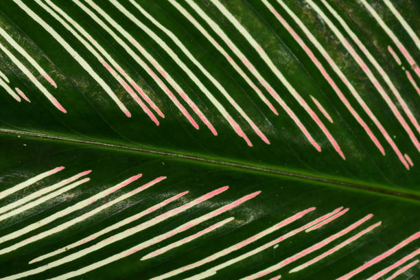 Free Stock Photo of Green Leaves with white stripes | Download Free ...