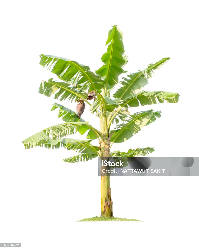 Pohon Pisang Terisolasi Di Latar Belakang Putih Foto Stok Unduh