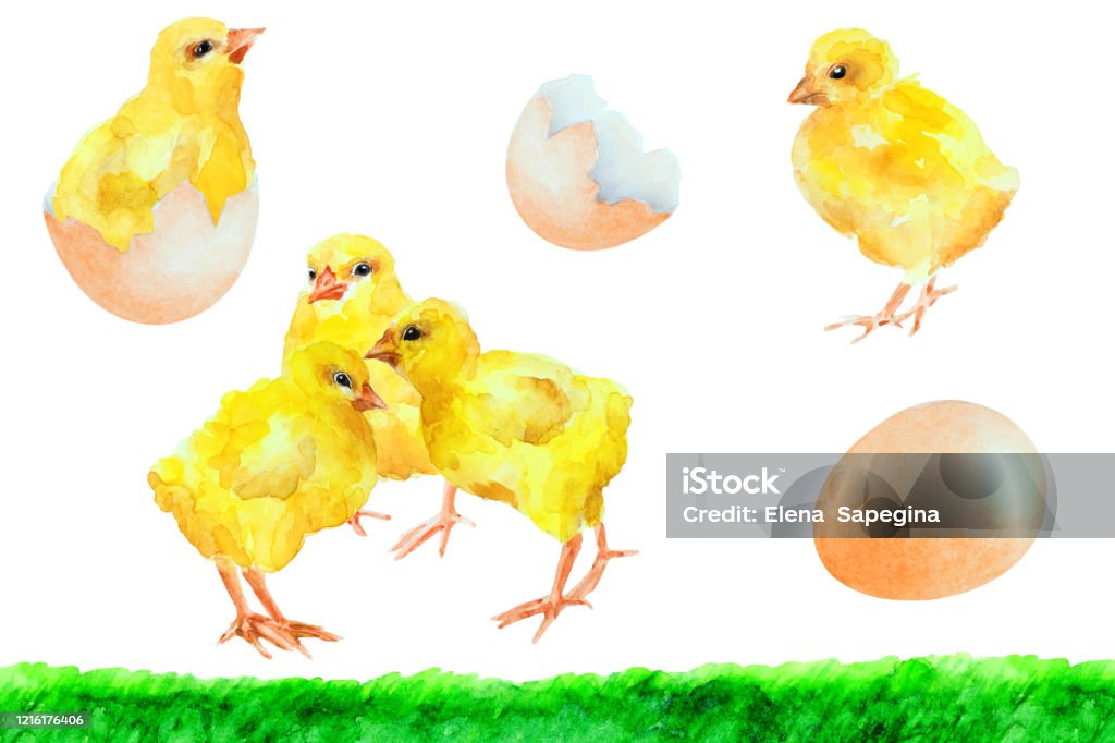 Set Of Yellow Chicken Egg Chicken In Egg Shell Group Of Three Chickens