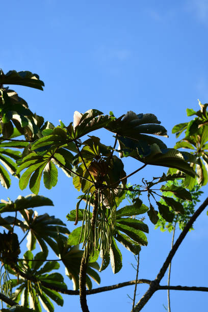 cecropia-tree Premium Photos, Pictures and Images by Istock