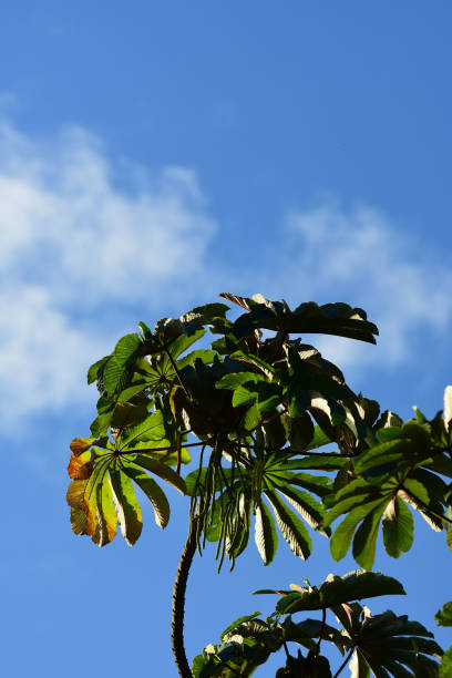 cecropia-tree Premium Photos, Pictures and Images by Istock