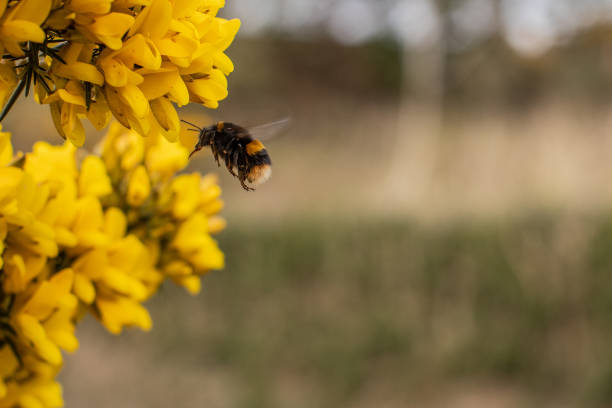 Free Stock Photo of Bee flying near yellow wildflowers | Download Free ...