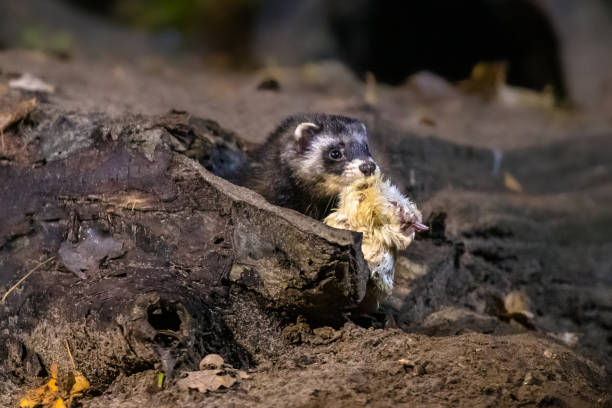 european-polecat Premium Photos, Pictures and Images by Istock