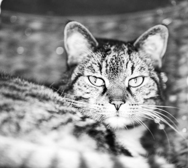 Free Stock Photo of Cat (B&W) | Download Free Images and Free Illustrations