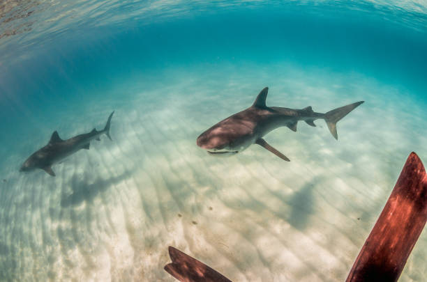 Free Stock Photo of Group of Sharks Swimming in Pool of Water ...