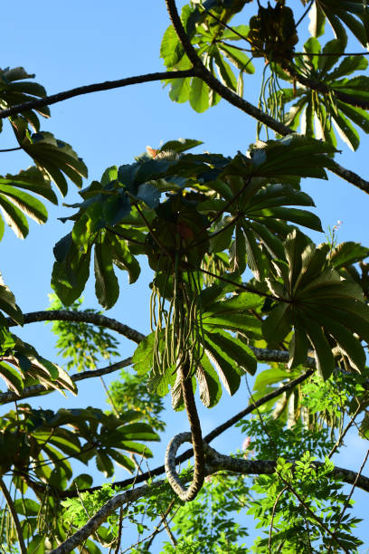 cecropia-tree Premium Photos, Pictures and Images by Istock