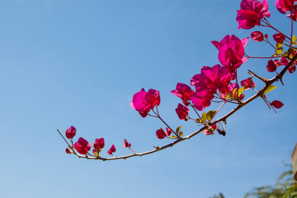 30,000+ Gulmohar Flower Pictures | Download Free Images on Unsplash