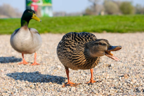 Free picture: pair, drake, birds