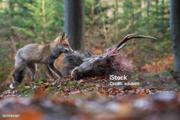 Rubah Merah Merobek Rusa Ded Di Hutan Musim Gugur Vulpes Vulpes Foto ... Rubah Merah Merobek Rusa Ded Di Hutan Musim Gugur Vulpes Vulpes Foto ...