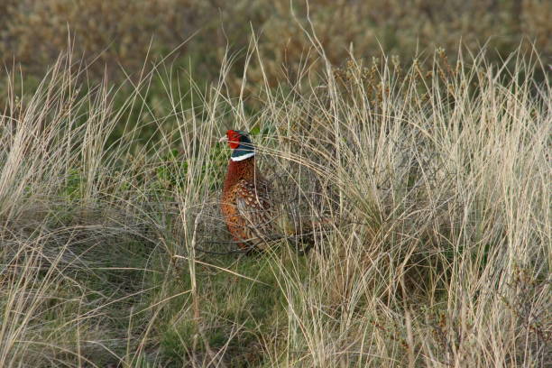 Pheasant Male Bird - Free photo on Pixabay