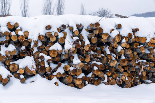 Free Stock Photo of Pile of Logs on Snow Covered Ground | Download Free ...
