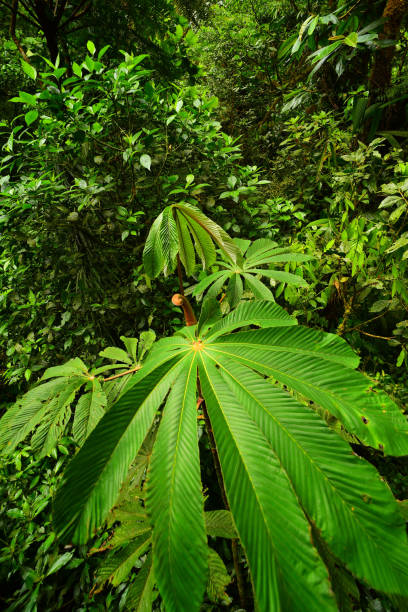 cecropia-tree Premium Photos, Pictures and Images by Istock