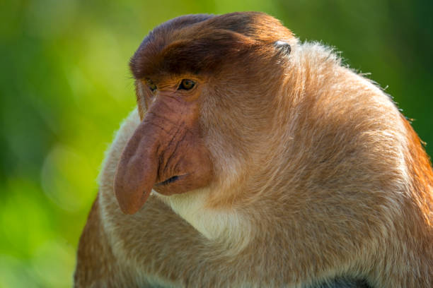 Proboscis Monkey Pictures | Download Free Images on Unsplash