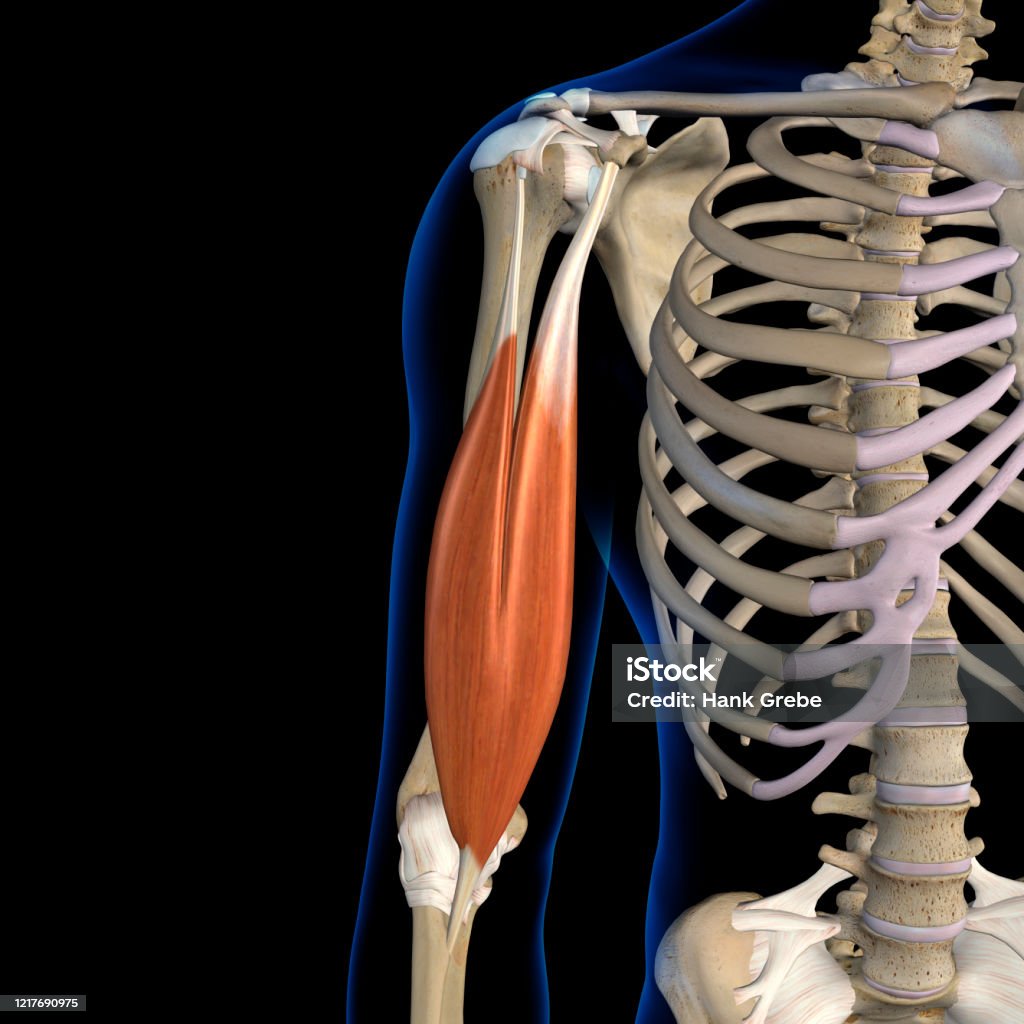 Biceps Brachii Músculos Aislados Anterior Vista Anatomía Sobre Fondo ... Biceps Brachii Músculos Aislados Anterior Vista Anatomía Sobre Fondo ...