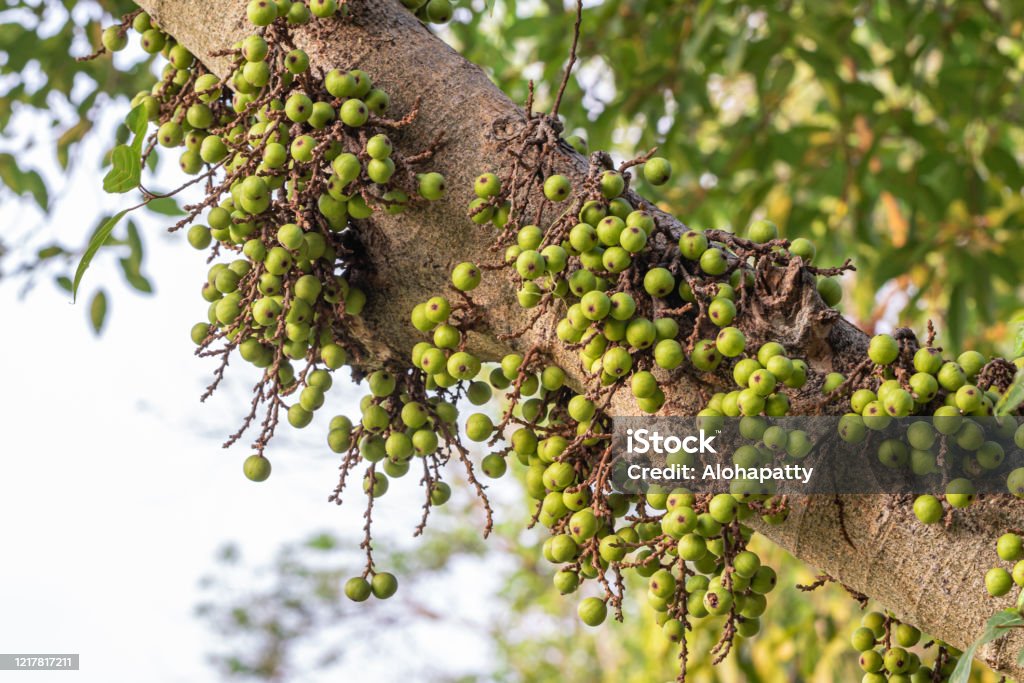 Buah Ficus Racemosnama Umum Buah Ara Pohon Ara Cluster Pohon Ara India Atau Ara Gular Foto Stok