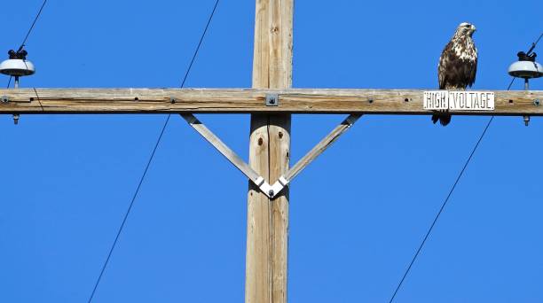 Free picture: rough, legged, hawk, power, lines