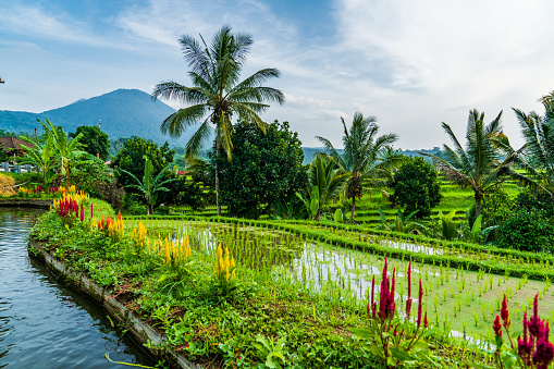 Matahari Terbit Di Atas Sawah Jatiluwih Bali Foto Stok - Unduh Gambar ... Matahari Terbit Di Atas Sawah Jatiluwih Bali Foto Stok - Unduh Gambar ...