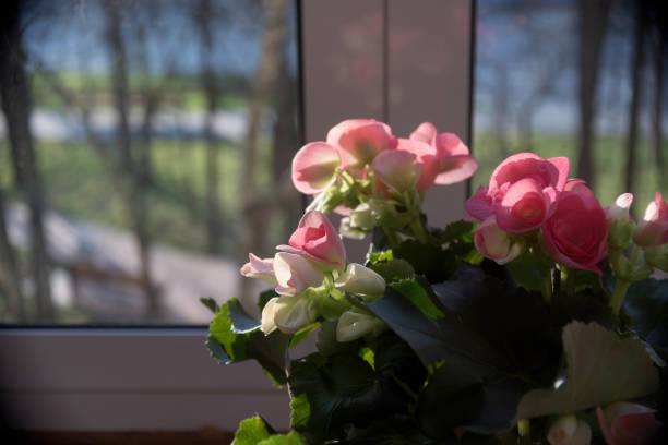 Free Stock Photo of Pink Rose on Window Sill | Download Free Images and ...