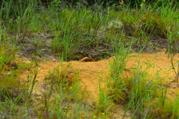 Free picture: gopher, tortoise, burrow, habitat, gopherus, polyphemus