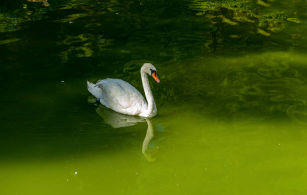 Free picture: dusk, swan, birds, swimming, marshland, reflection, dawn ...