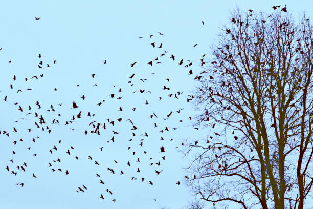 490+ Flock Rooks Stock Photos, Pictures & Royalty-Free Images - iStock 490+ Flock Rooks Stock Photos, Pictures & Royalty-Free Images - iStock