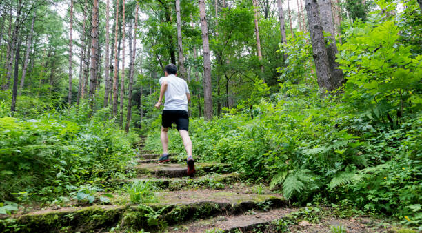 Free Stock Photo of Path Running Through Pine Forest | Download Free ...