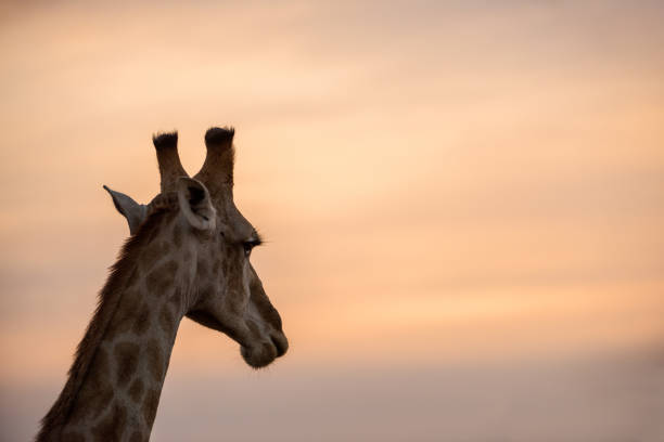 Background Zoom Pictures | Download Free Images on Unsplash