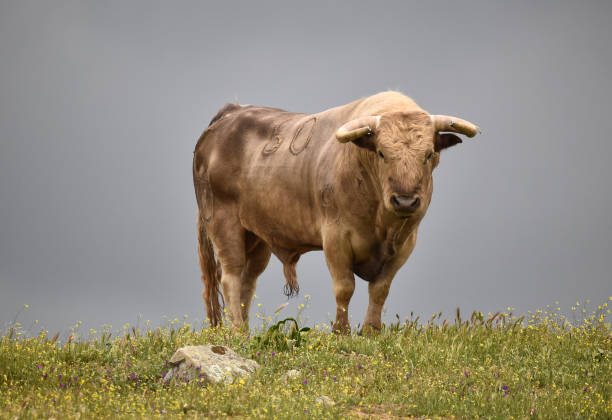 Free Stock Photo of Bull Standing in Field of Grass Under Cloudy Sky ...