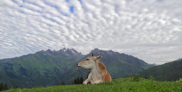 30k+ Indian Cow Pictures | Download Free Images on Unsplash