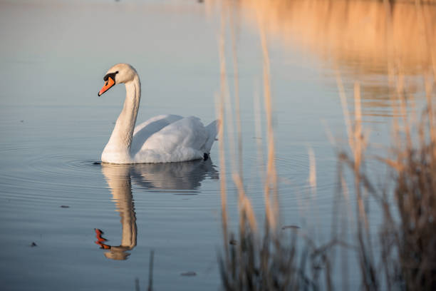 Swan on Lake Geneva – free photo on Barnimages
