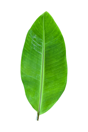 Daun Pisang Terisolasi Di Latar Belakang Putih Termasuk Jalur Kliping