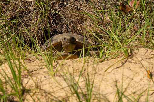 Free picture: gopher, tortoise, burrow, habitat, gopherus, polyphemus Free picture: gopher, tortoise, burrow, habitat, gopherus, polyphemus