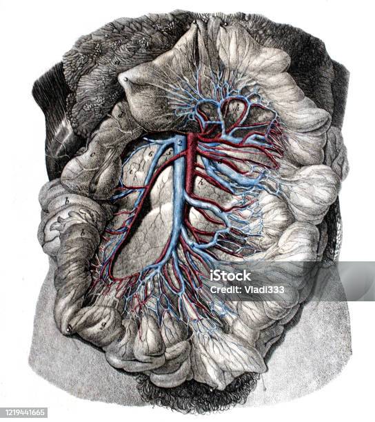 The Human Intestines Front View In The Old Book The Atlas Of Human