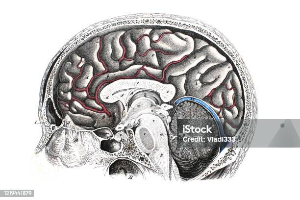 Sistem Peredaran Darah Otak Dalam Buku Lama The Atlas Of Human Anatomy Karya Ke Bock 1875 St