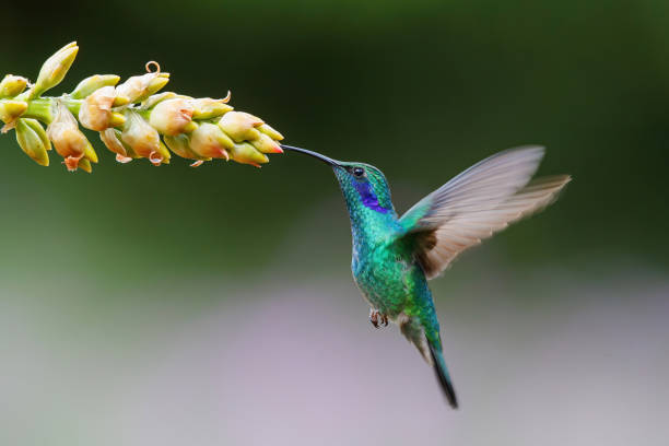 Colibri Pictures | Download Free Images on Unsplash