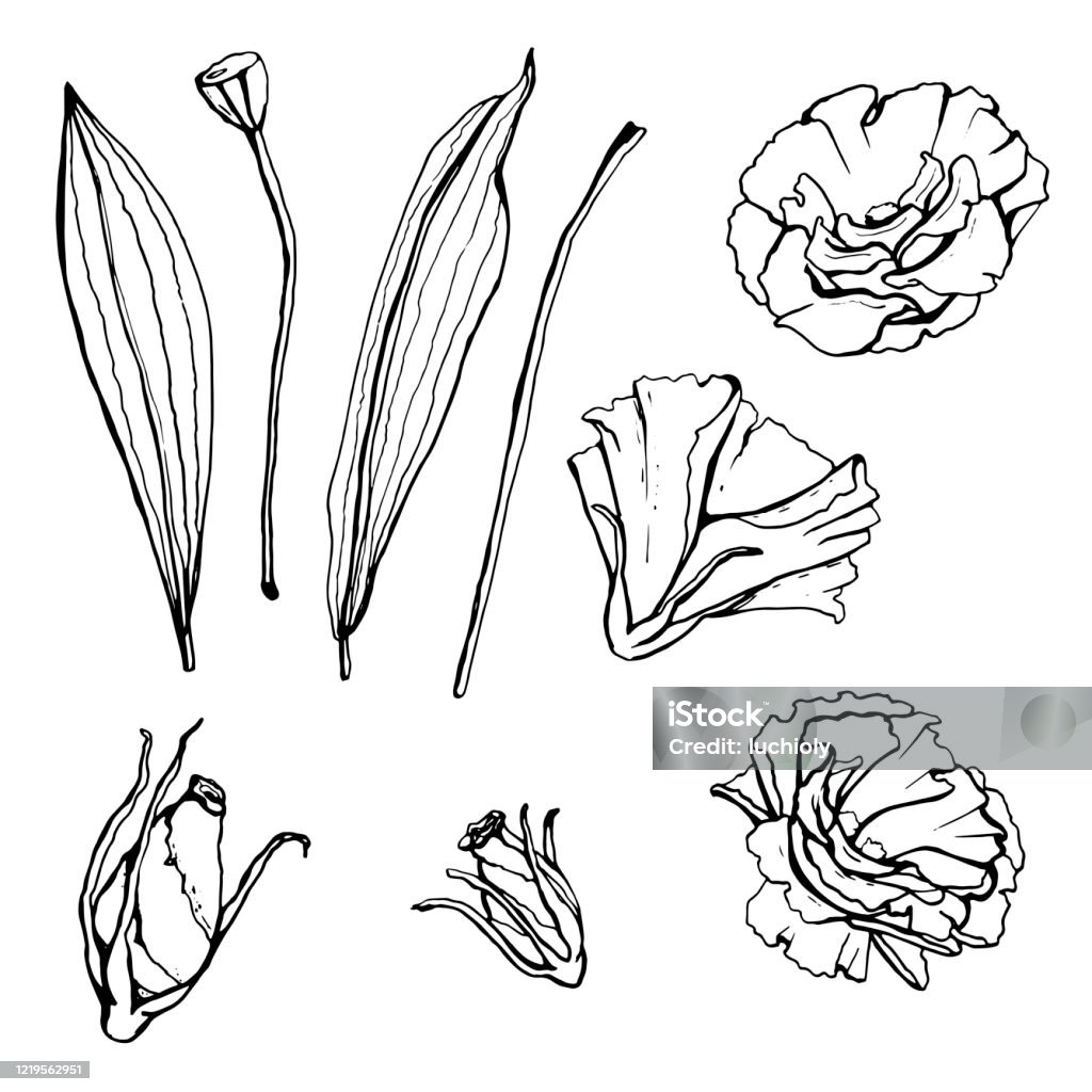 Bouquet Of Flowers Isolated Over White Background Stock Illustration