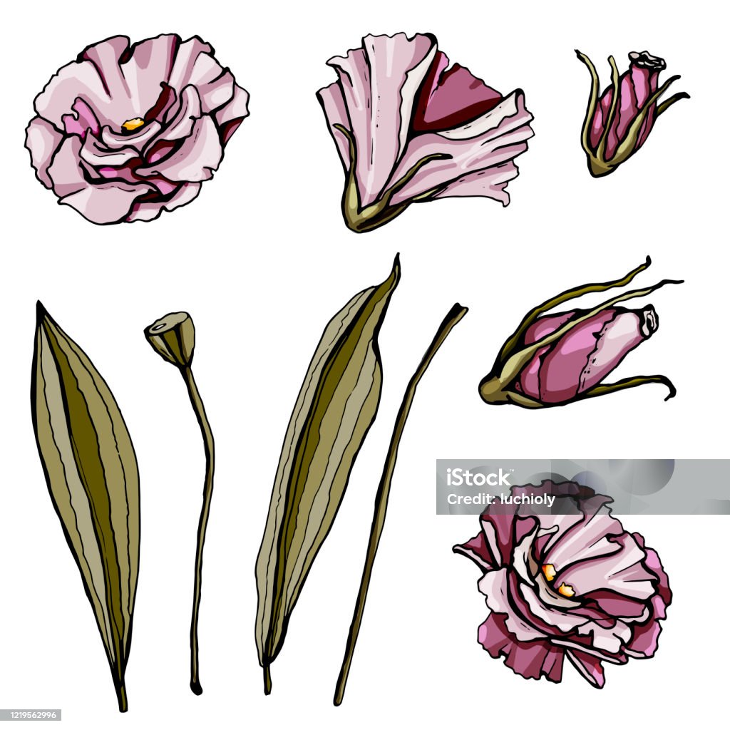 Bouquet Of Flowers Isolated Over White Background Stock Illustration