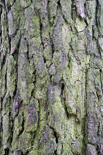 Menggonggong Di Batang Pohon Tanaman Pinus Ditutupi Dengan Lumut Mata Air Foto Stok Unduh