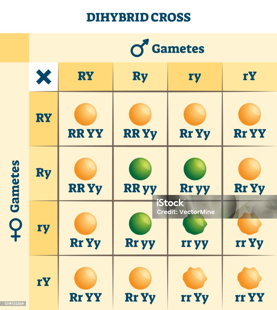 Ilustrasi Vektor Silang Dihybrid Skema Tabel Genetik Pendidikan ... Ilustrasi Vektor Silang Dihybrid Skema Tabel Genetik Pendidikan ...