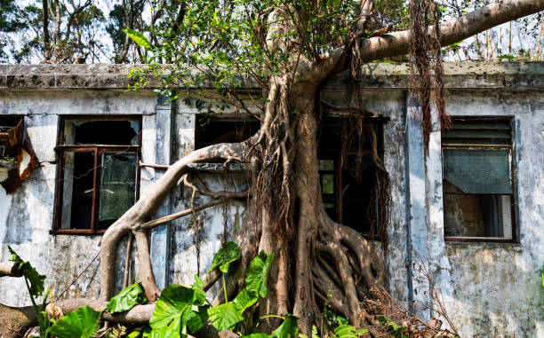 Free Stock Photo of Tree Growing Out of Ruins of Building | Download ...