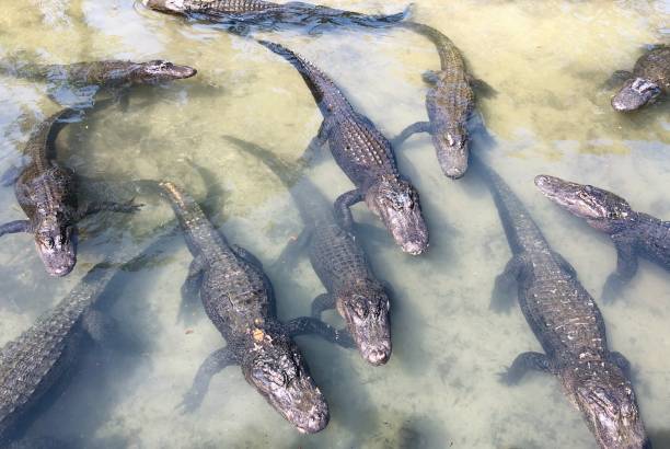 Free Stock Photo of Group of Alligators Swimming in Water | Download ...
