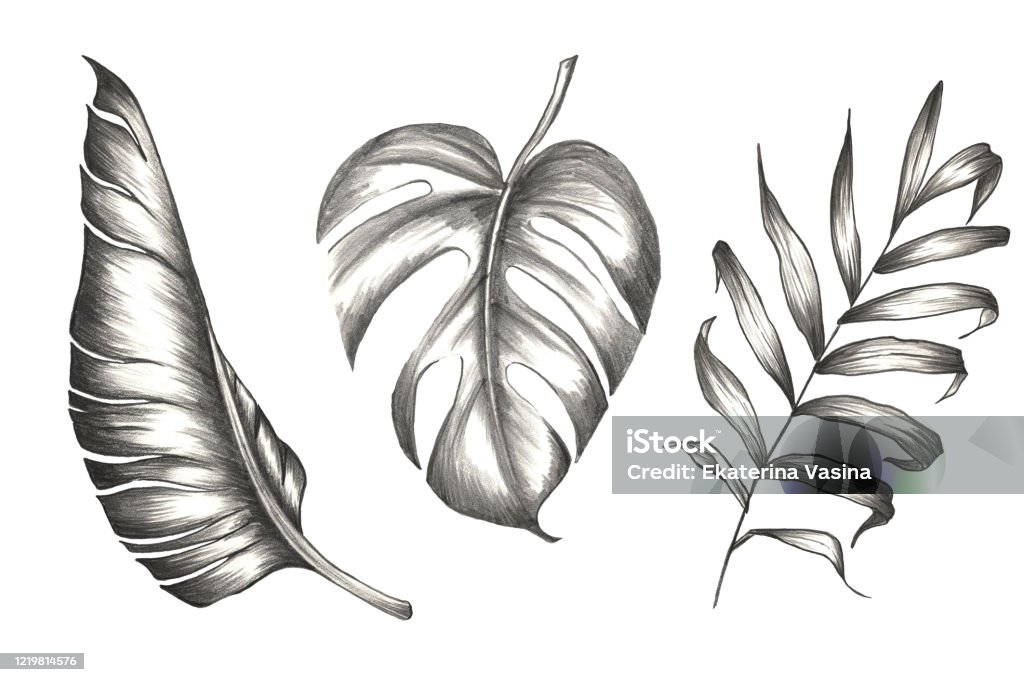 Set Daun Palem Dan Pisang Dengan Bunga Tropis Desain Tropis Dalam