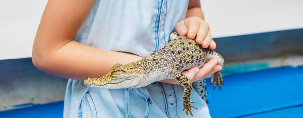 1000+ Baby Crocodile Pictures | Download Free Images on Unsplash