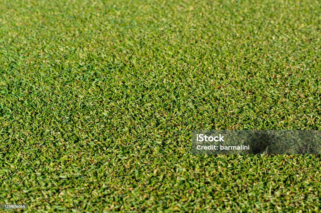 Latar Belakang Dengan Rumput Hijau Yang Terawat Dengan Baik Di Lapangan ... Latar Belakang Dengan Rumput Hijau Yang Terawat Dengan Baik Di Lapangan ...