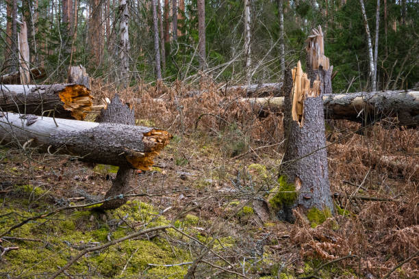 Free picture: A broken tree in the forest after a strong wind