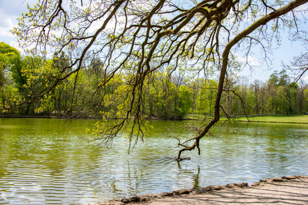 Free picture: island, lakeside, wilderness, lake, forest, water ...