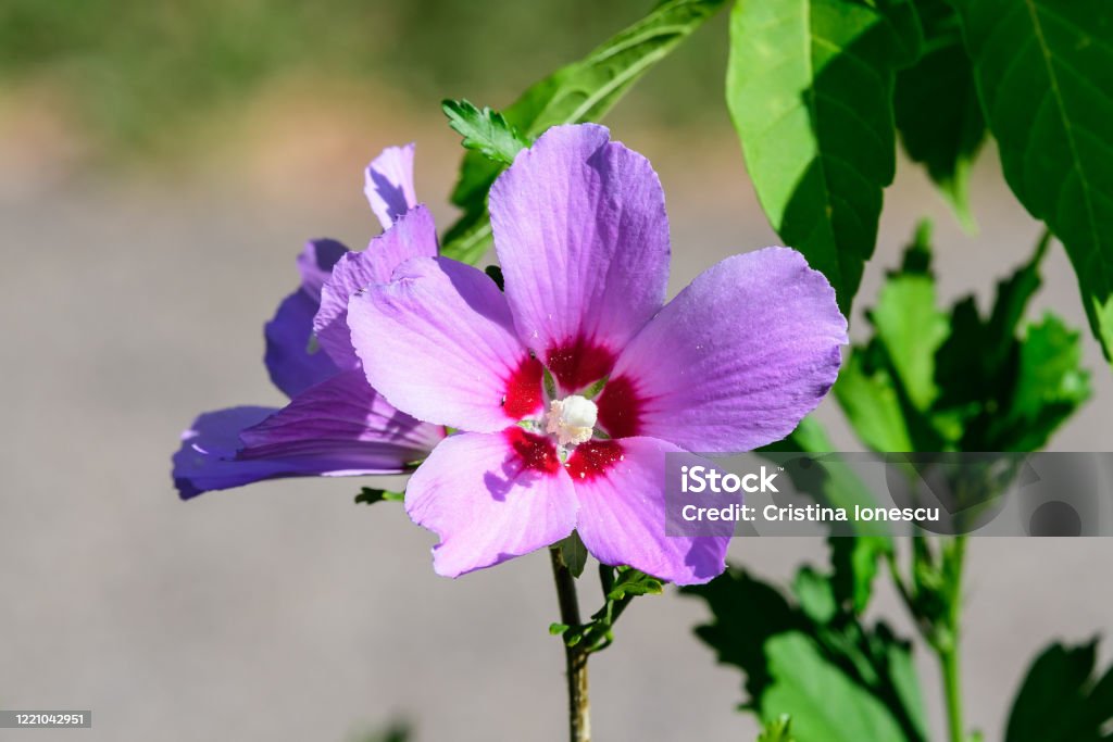Flores Rosas De La Planta Hibisco Syriacus Comúnmente Conocida Como